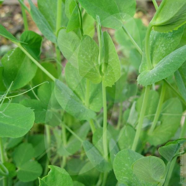 Green Manure Forage Pea Seeds