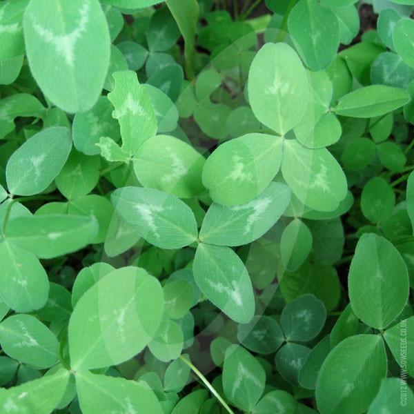 Green Manure Red Clover Seeds